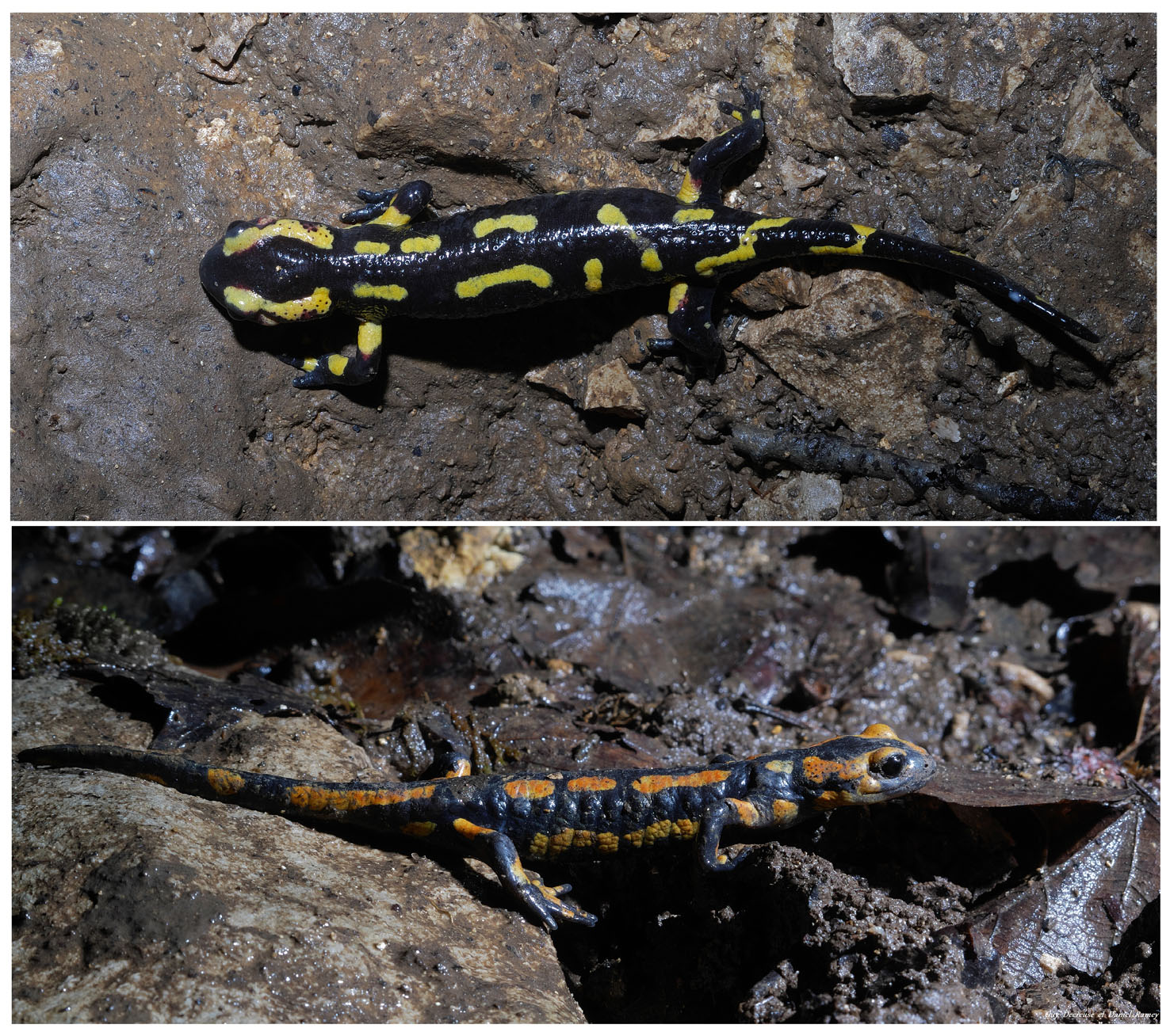 Le Gouffre de Vau en photos - GCPM